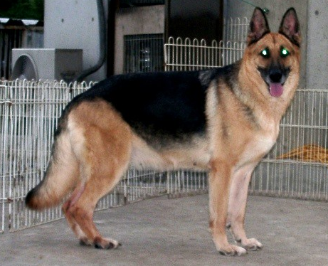 【洒落怖】シシノケ ｜変なものを見てしまった | 【洒落怖】洒落にならない怖い話を集めてみた～殿堂入り名作集～