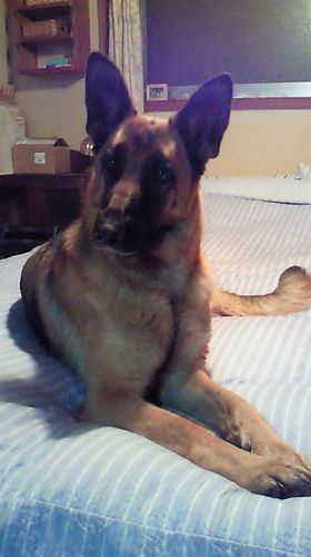 【洒落怖】シシノケ ｜変なものを見てしまった | 【洒落怖】洒落にならない怖い話を集めてみた～殿堂入り名作集～